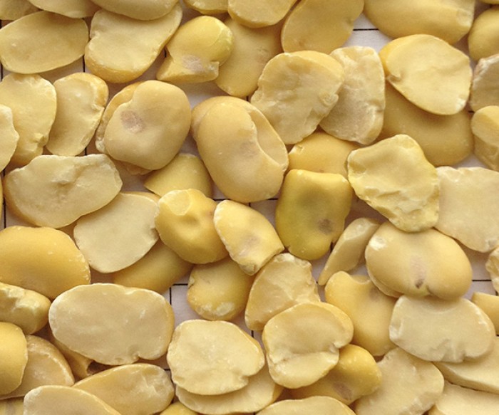 Split Broad Beans Wholesale - Al Remas Trades | Egyptian Agriculture ...